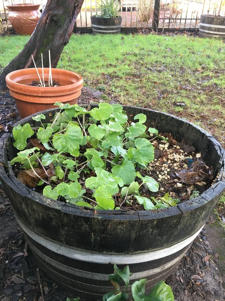 You Can Grow Wasabi In Your Back Yard — The Wasabi Store