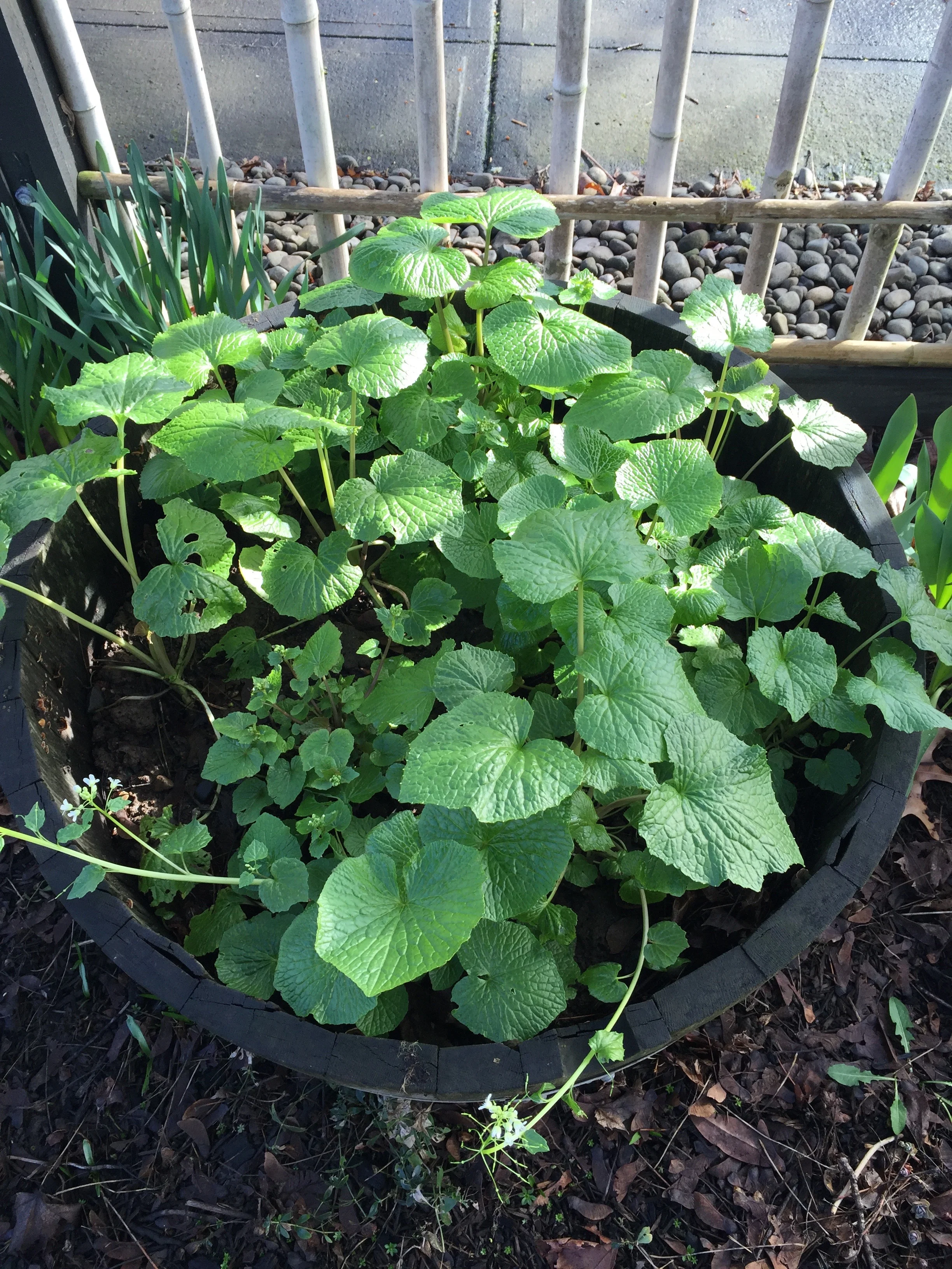 You Can Grow Wasabi In Your Back Yard — The Wasabi Store