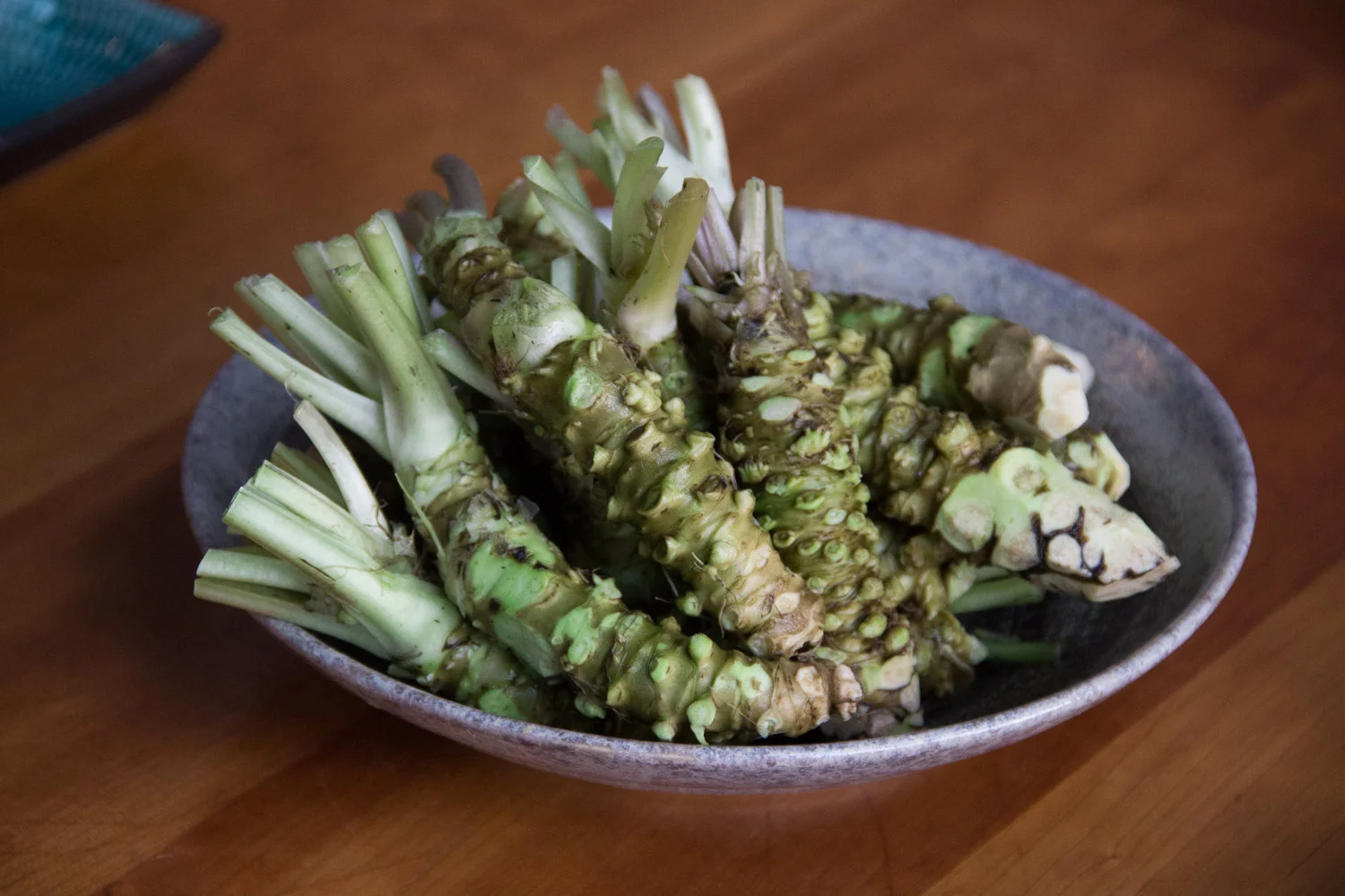 You Can Grow Wasabi In Your Back Yard — The Wasabi Store