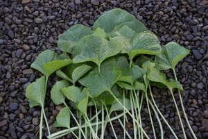 You Can Grow Wasabi In Your Back Yard — The Wasabi Store