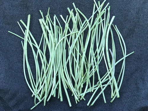 You Can Grow Wasabi In Your Back Yard — The Wasabi Store