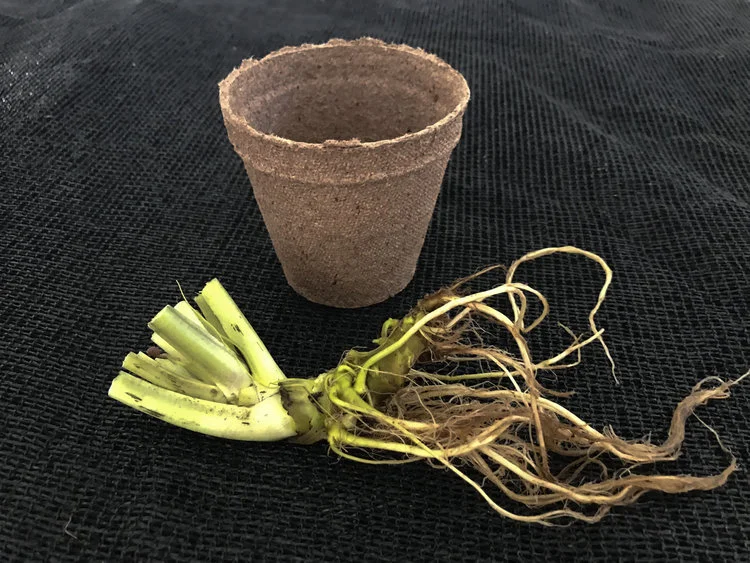 You Can Grow Wasabi In Your Back Yard — The Wasabi Store