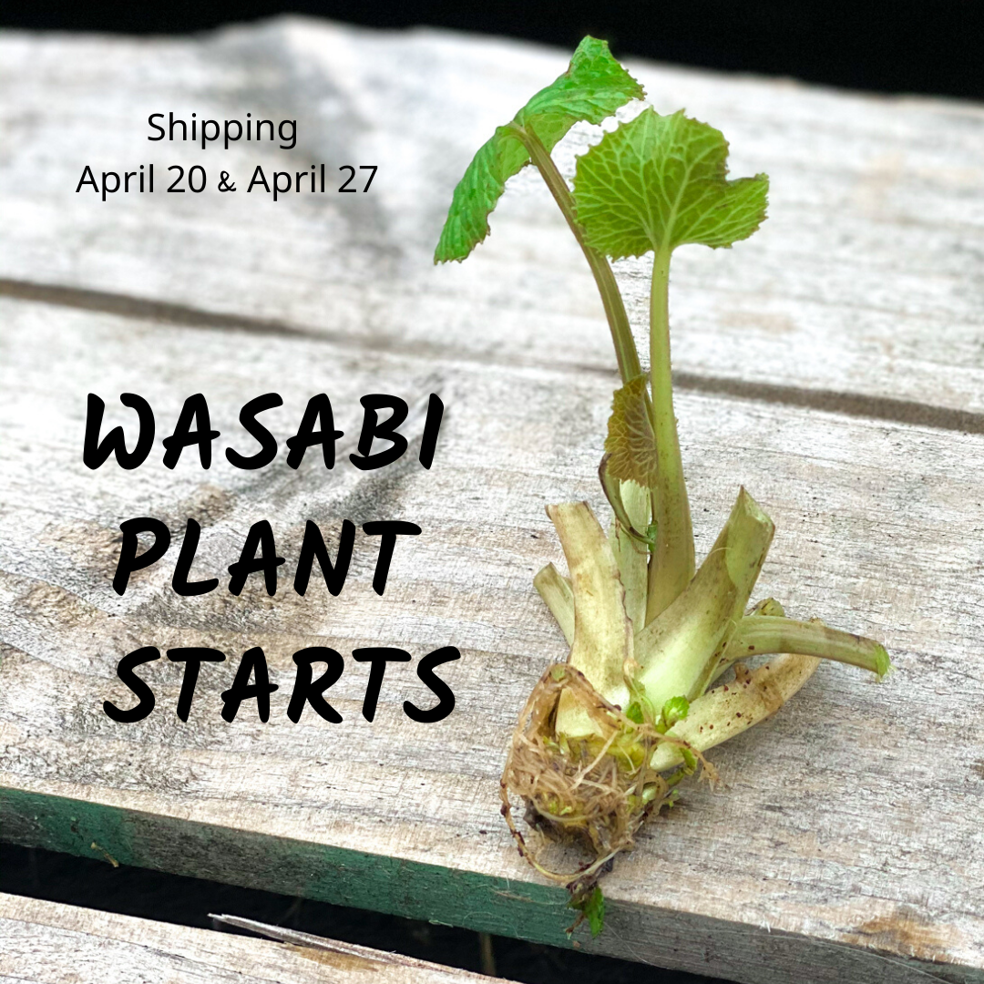 Get Your Wasabi Plant Starts for Spring 2020 — The Wasabi Store