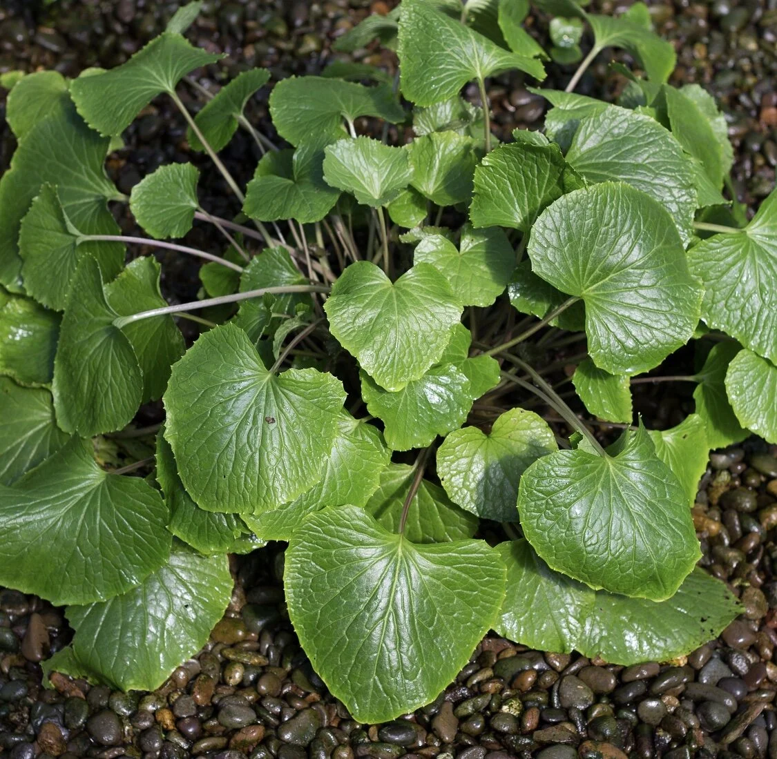 Wasabi Greens - Great for Salads or Soups or Juicing for Cocktails ...