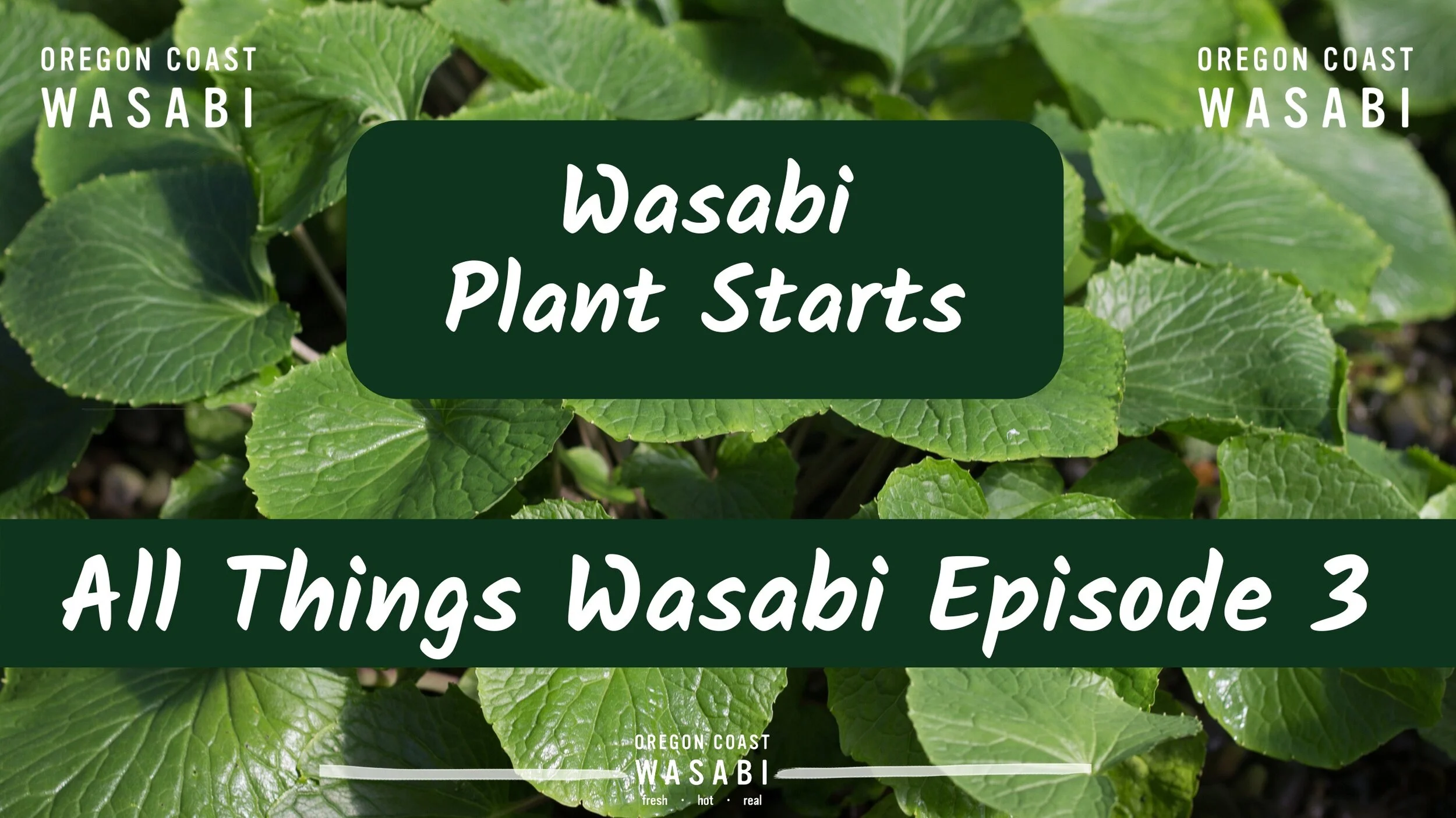 ARTICLES AND VIDEOS — The Wasabi Store