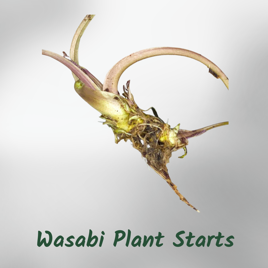 Wasabi Plant Start / Seedling **NOTE: WE ARE CURRENTLY NOT SHIPPING ...