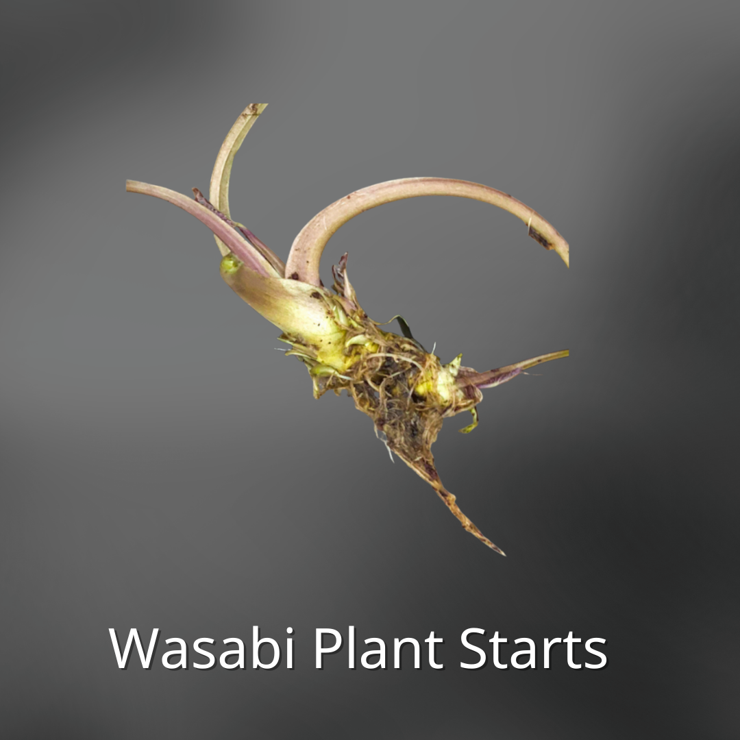 Wasabi Plant Start / Seedling **NOTE: WE ARE CURRENTLY NOT SHIPPING ...