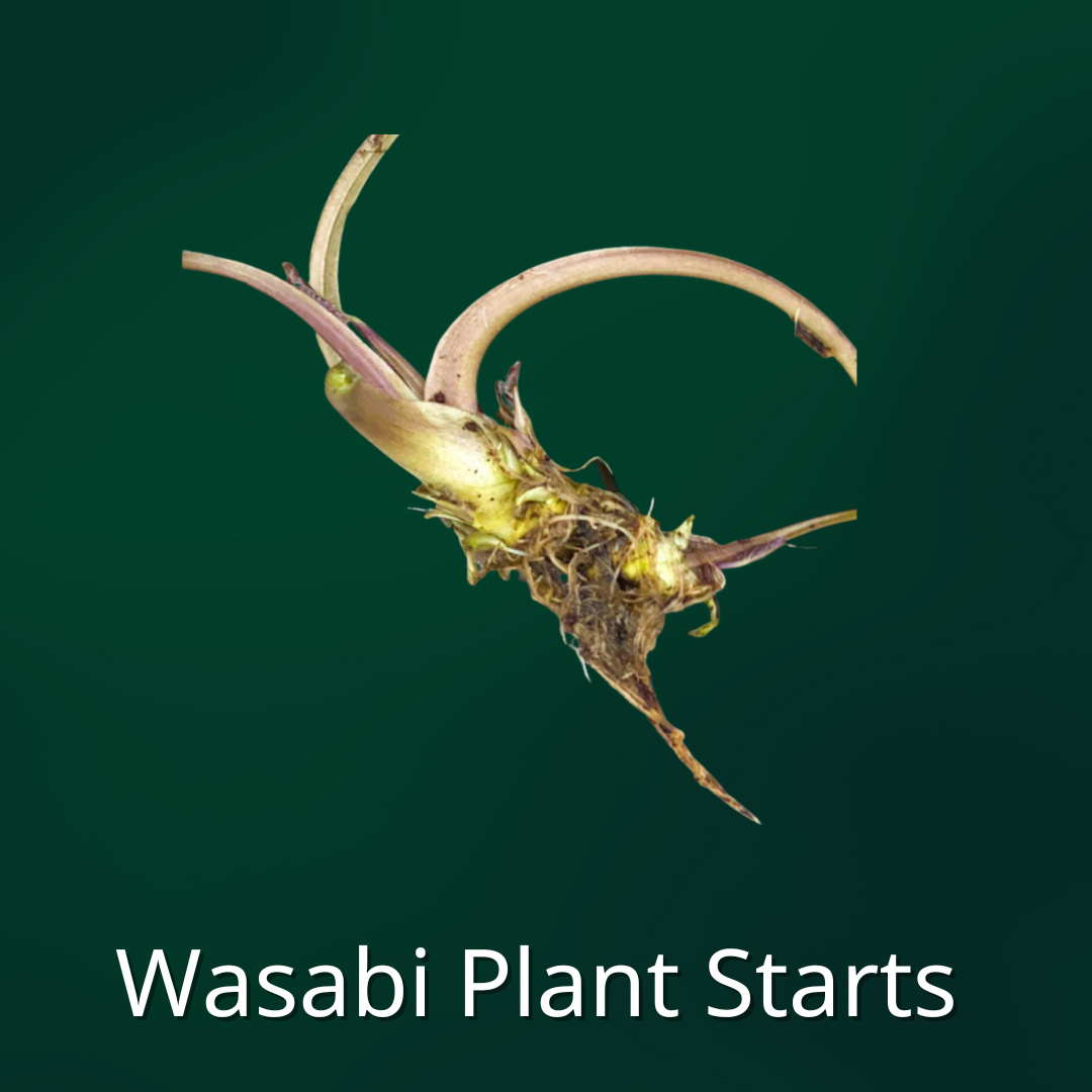 The Wasabi Store