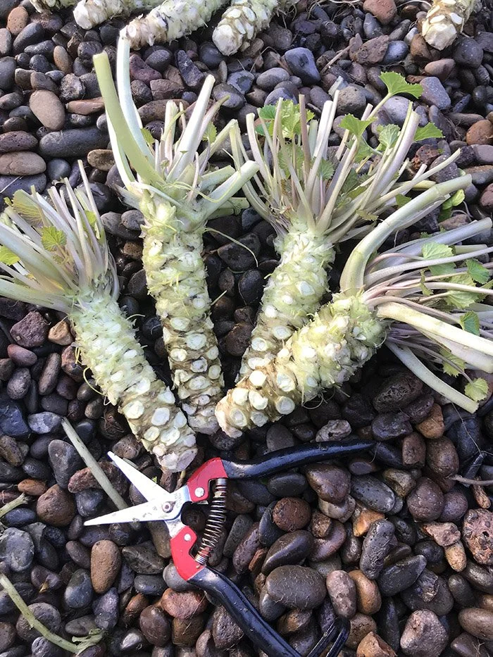 WASABI GROWING HELP — The Wasabi Store
