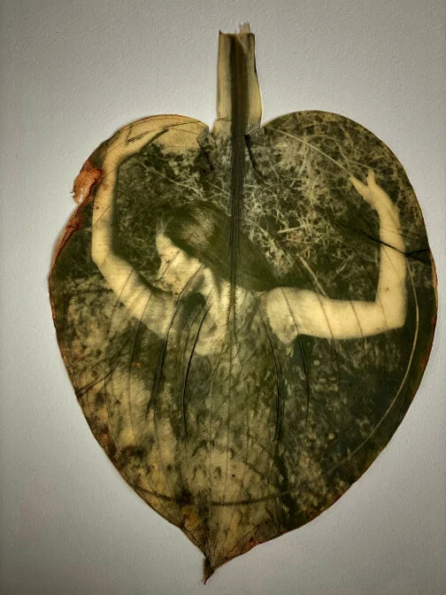 Sun Printing — dh bloomfield photography