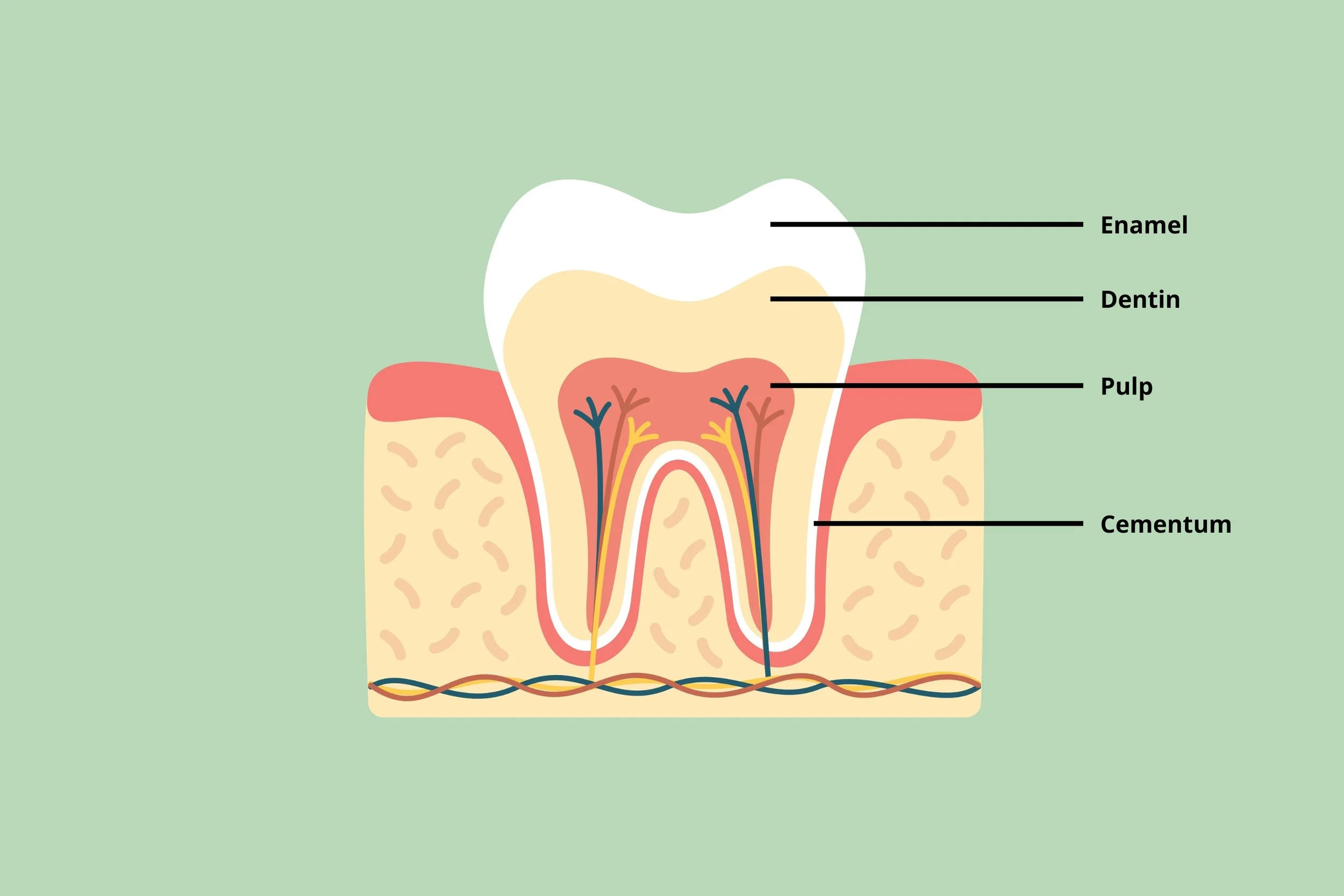 What is Tooth Pulp? | Perth Dentist | Cambridge City Dental