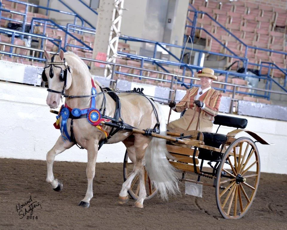 Wisconsin Morgan Horse Club