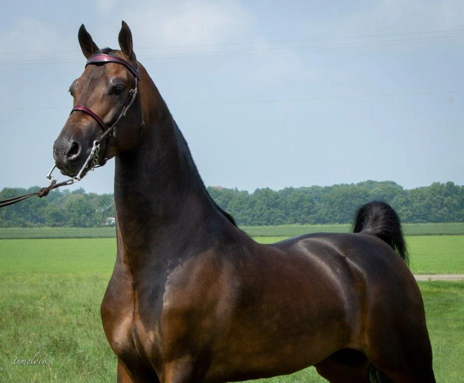 Wisconsin Morgan Horse Club