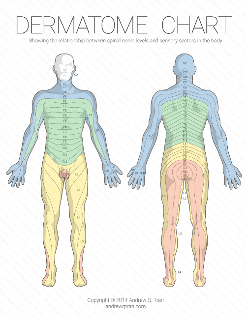 Cervical Nerve Root Dermatomes