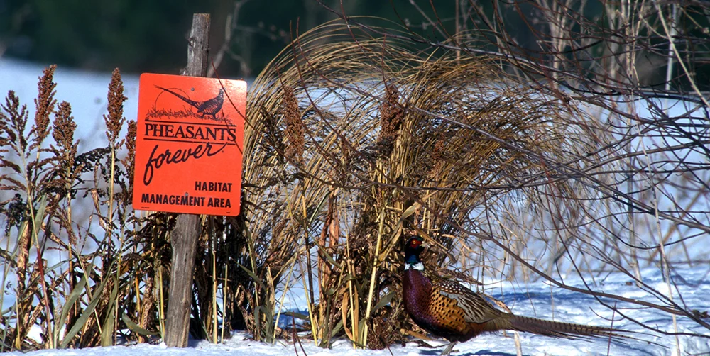 Pheasants Forever Wallpaper