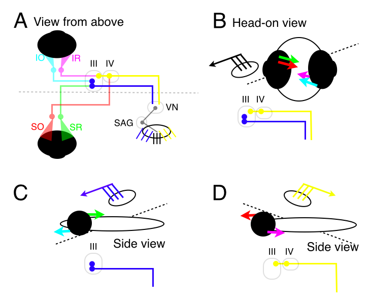 Our Mission — Schoppik Lab