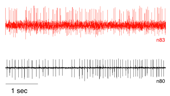 Our Mission — Schoppik Lab