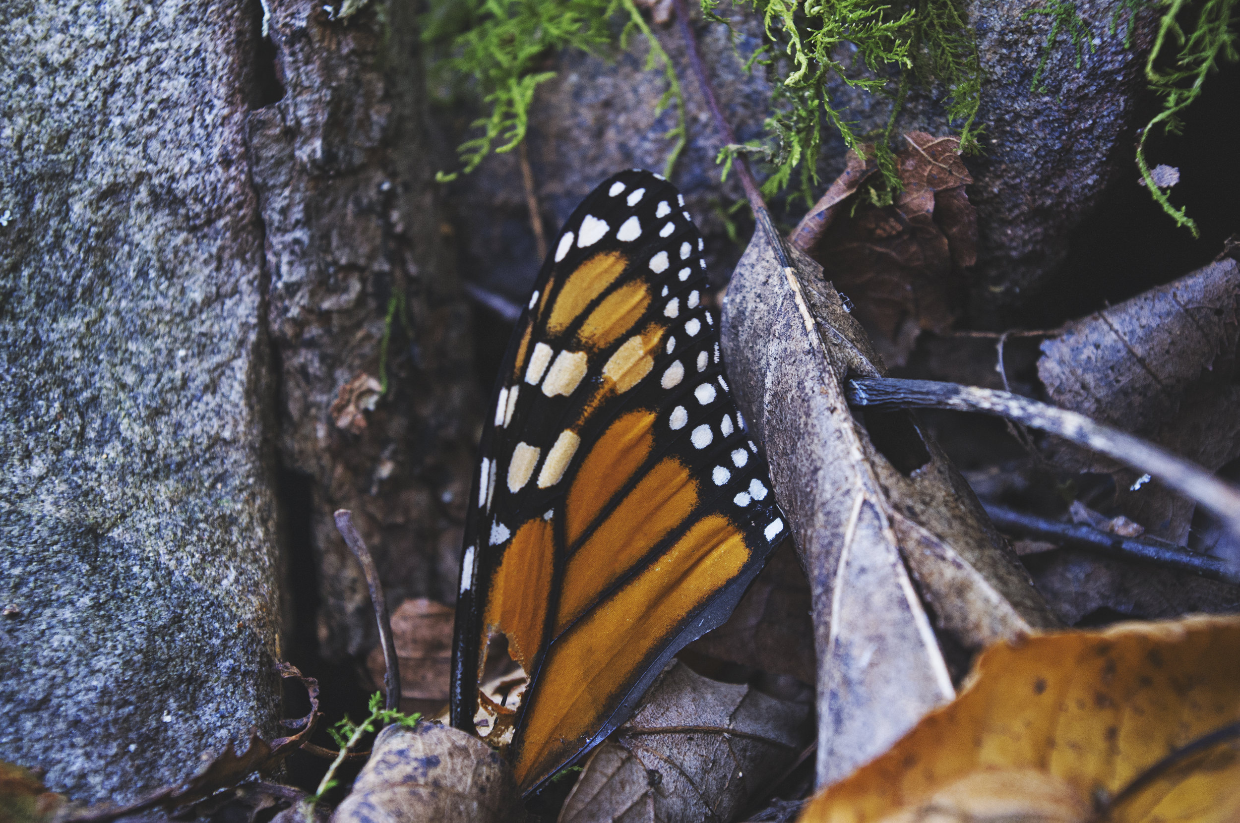 Blog — CRYSTAL JERNIGAN