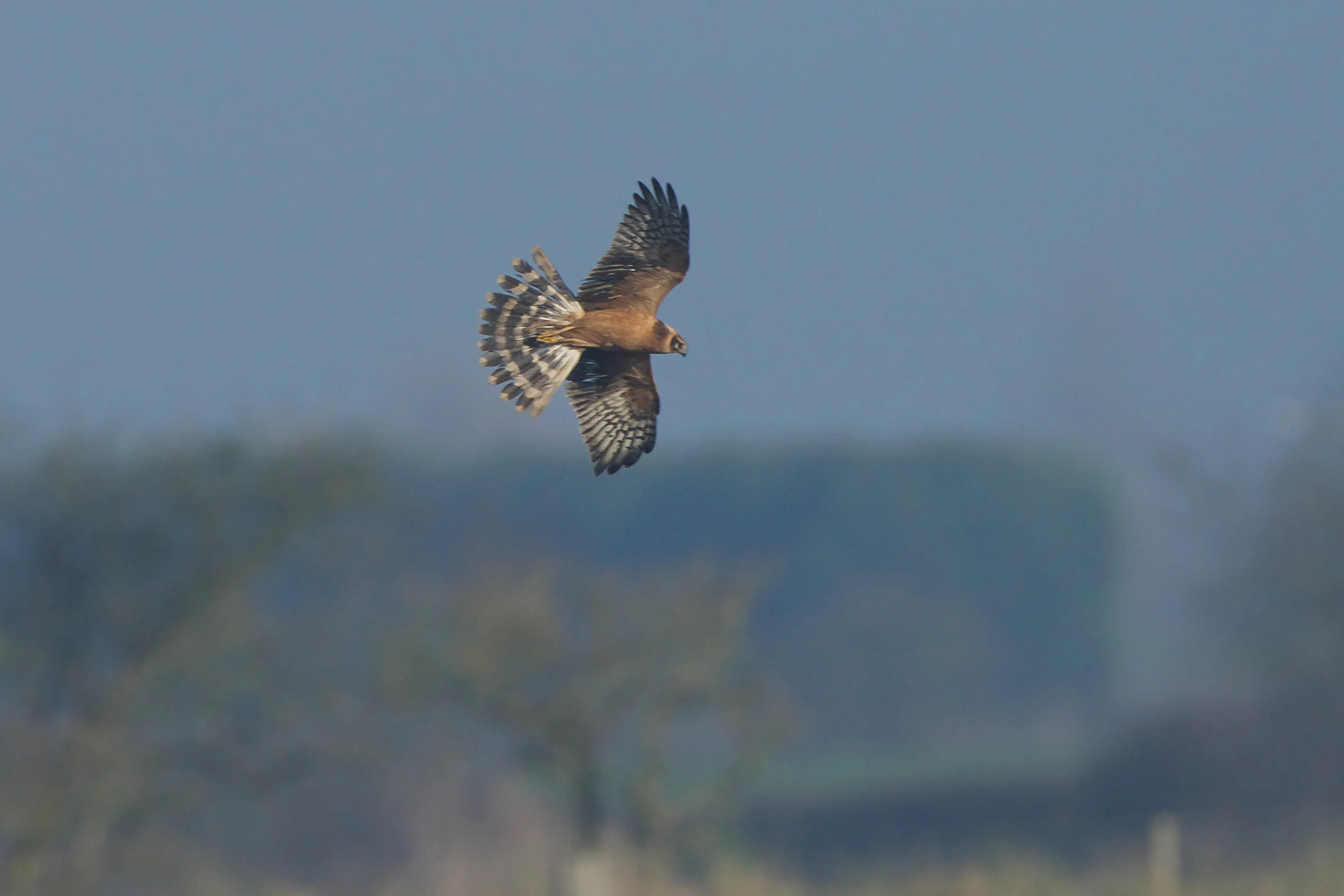 Welwick Saltmarsh — East Yorkshire Wildlife
