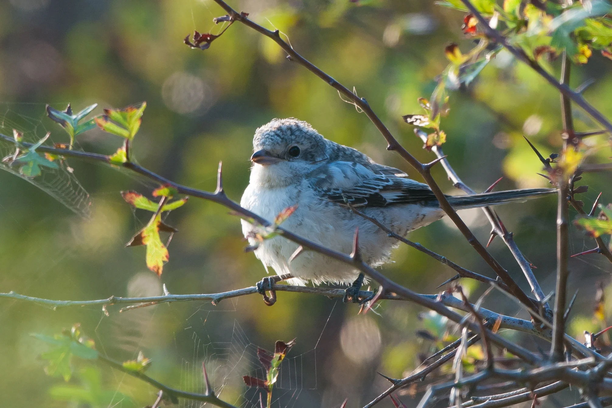 Wildlife Photography at Spurn — East Yorkshire Wildlife