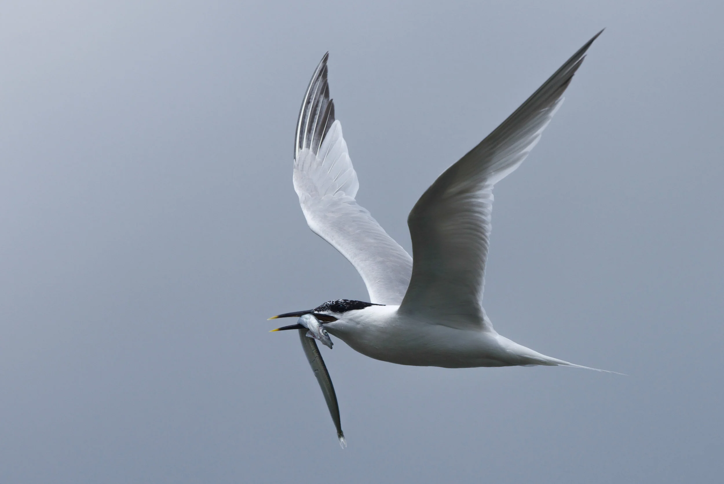 Wildlife Photography at Spurn — East Yorkshire Wildlife