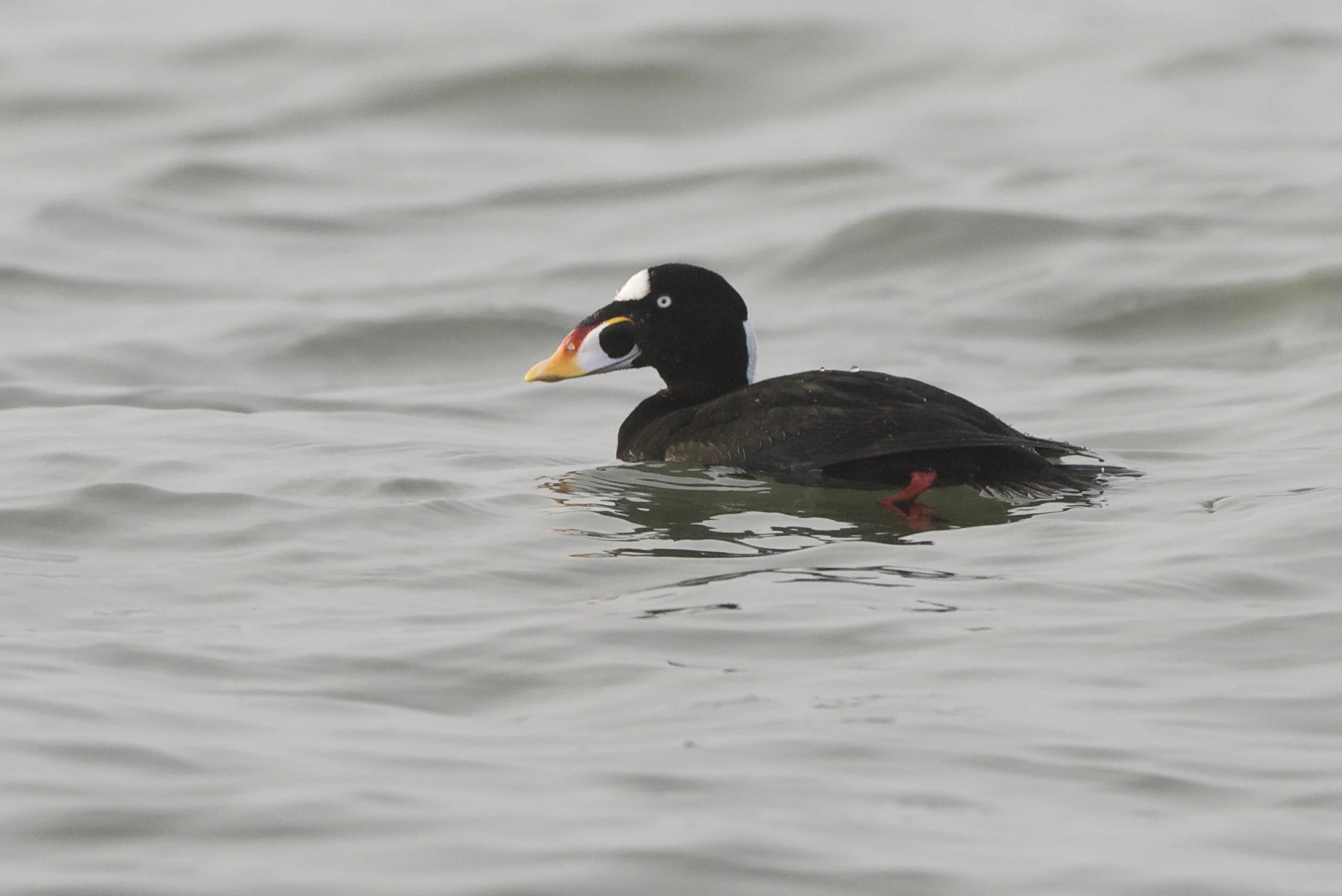 Filey, Bempton & Flamborough — East Yorkshire Wildlife