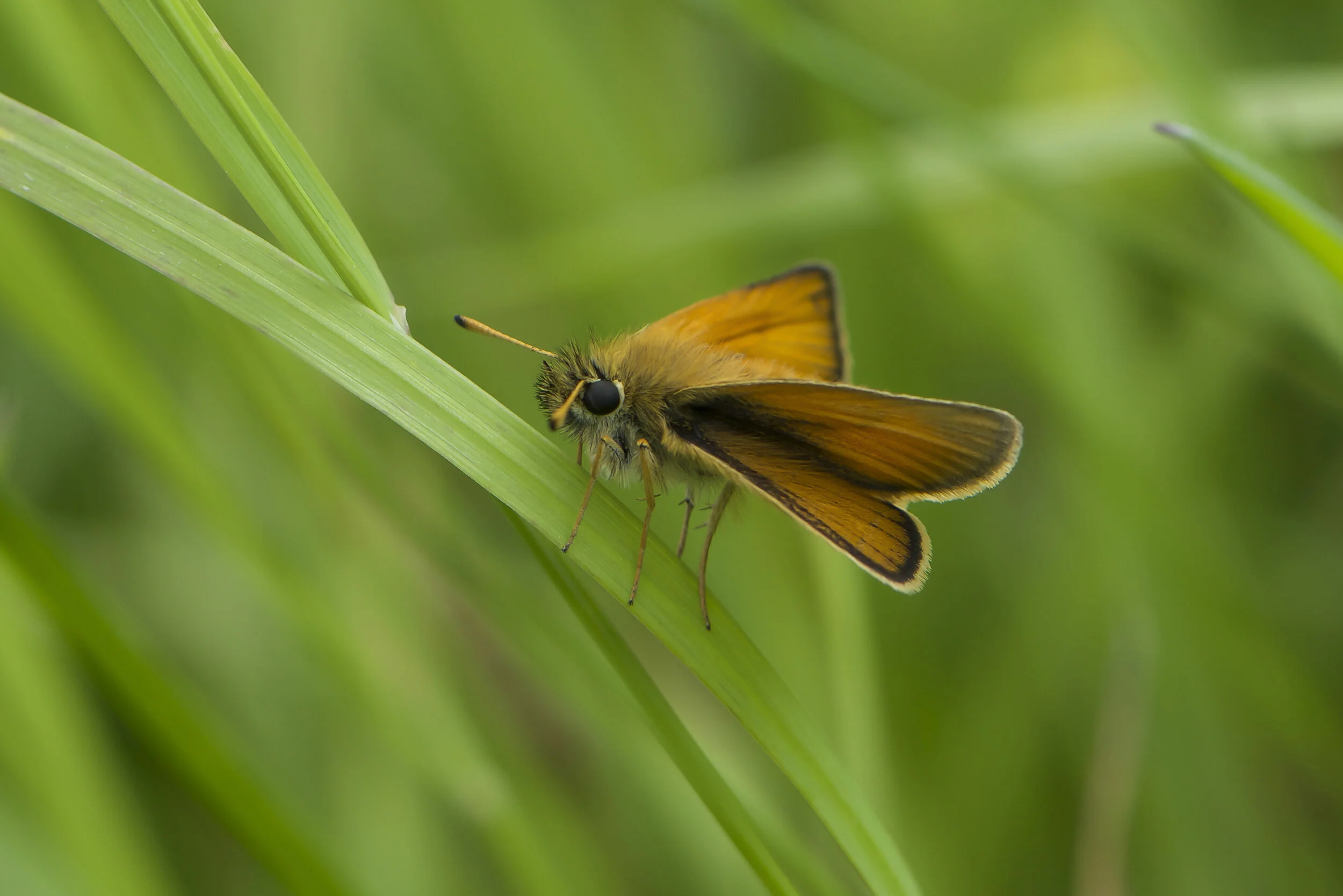 East Yorkshire Butterflies — East Yorkshire Wildlife
