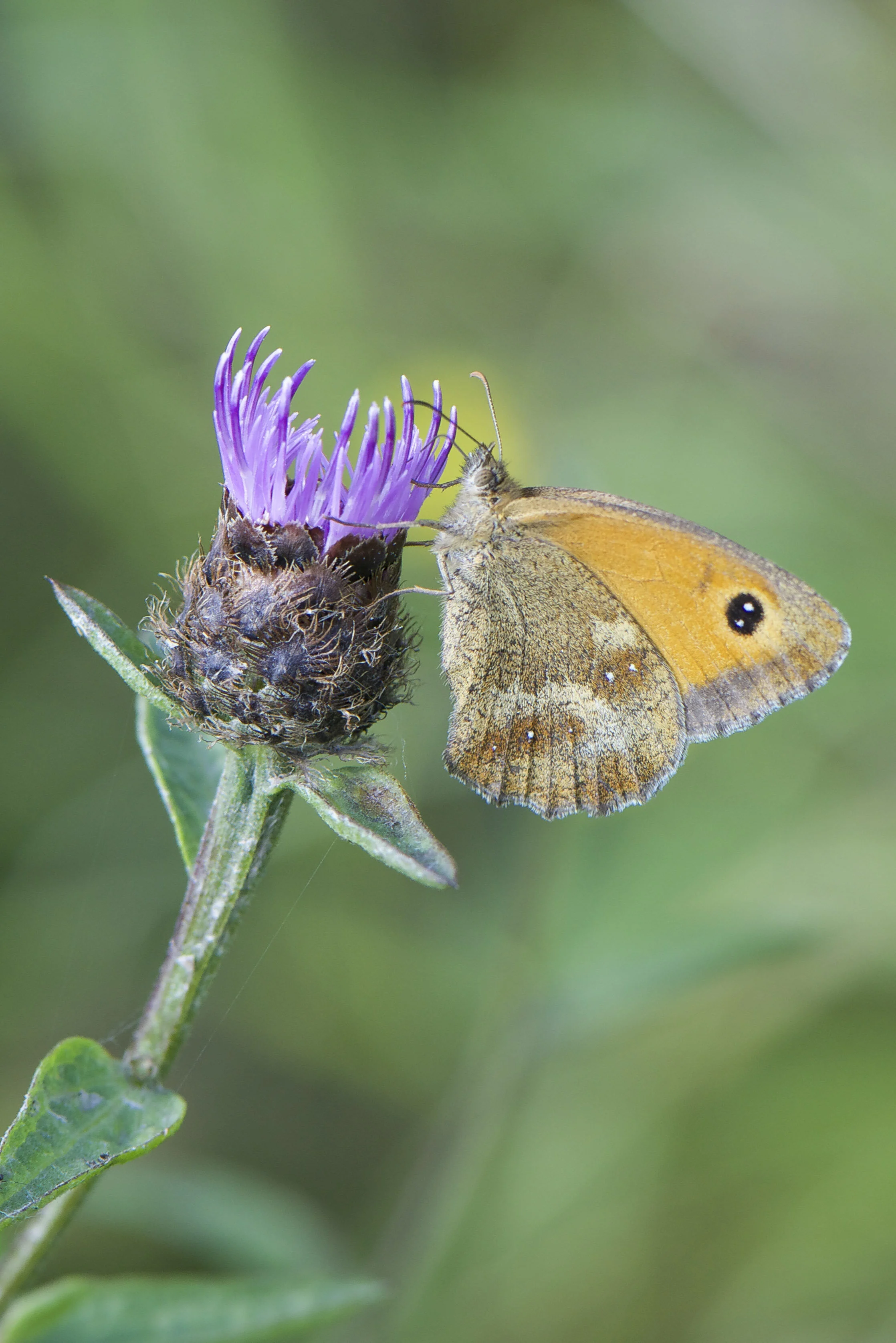 East Yorkshire Butterflies — East Yorkshire Wildlife