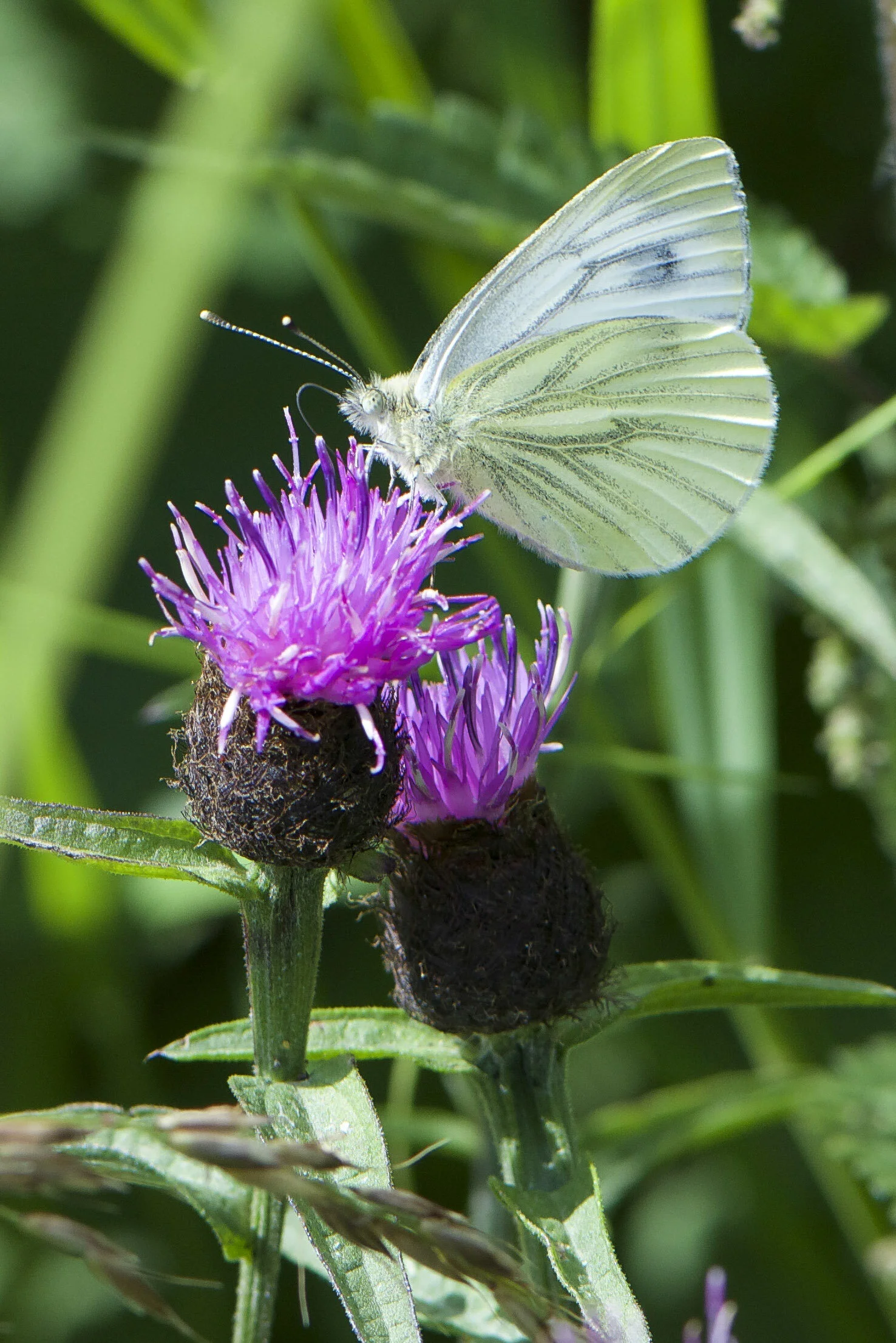 East Yorkshire Butterflies — East Yorkshire Wildlife