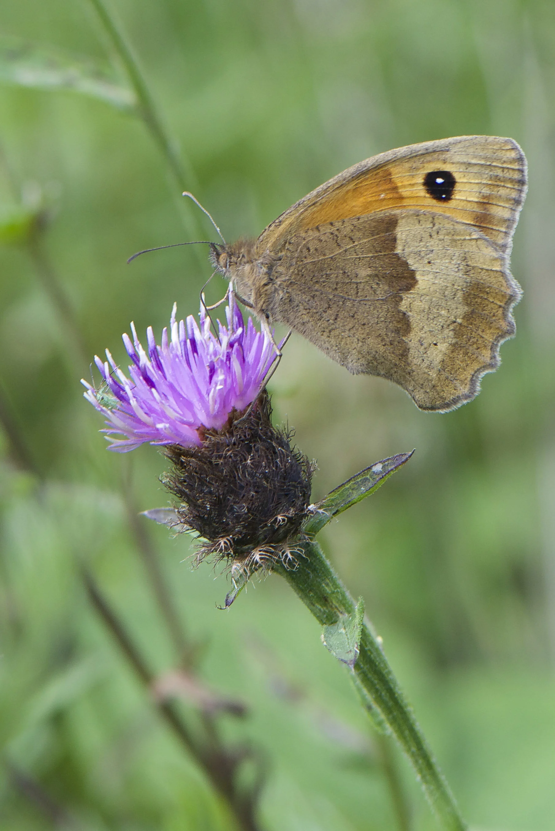 East Yorkshire Butterflies — East Yorkshire Wildlife