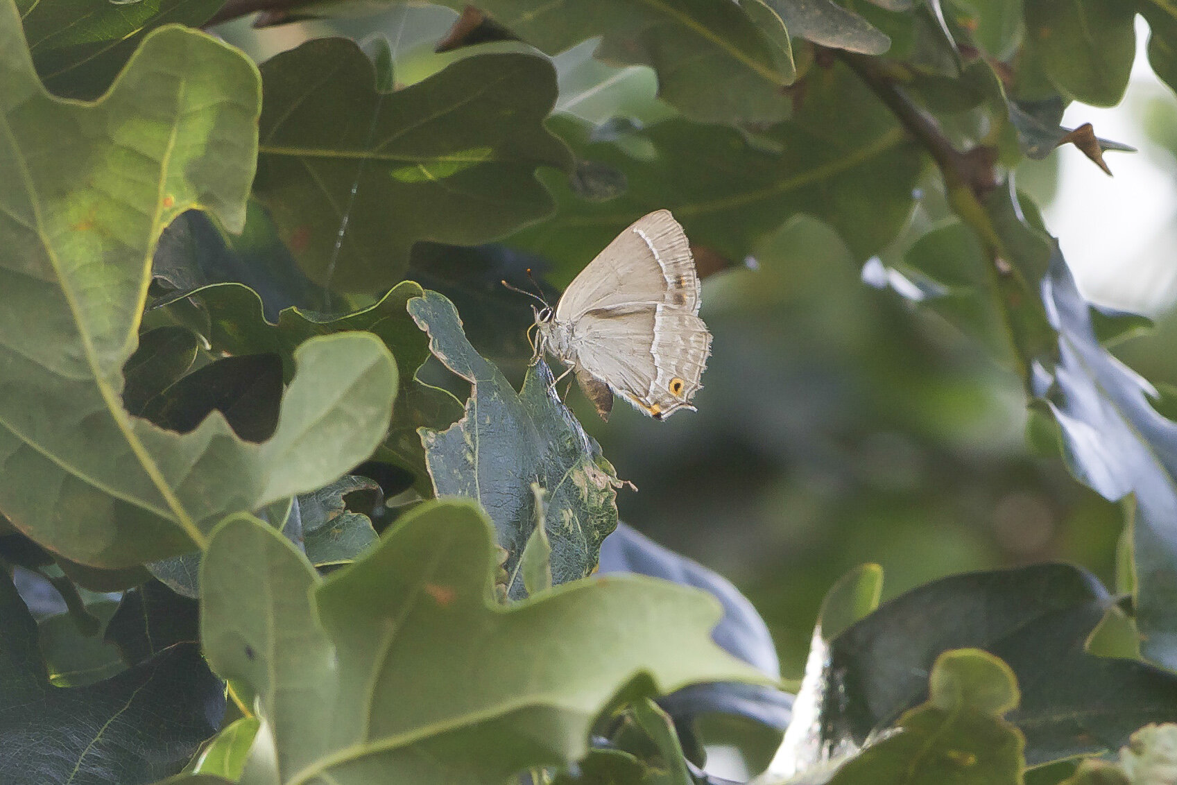 East Yorkshire Butterflies — East Yorkshire Wildlife
