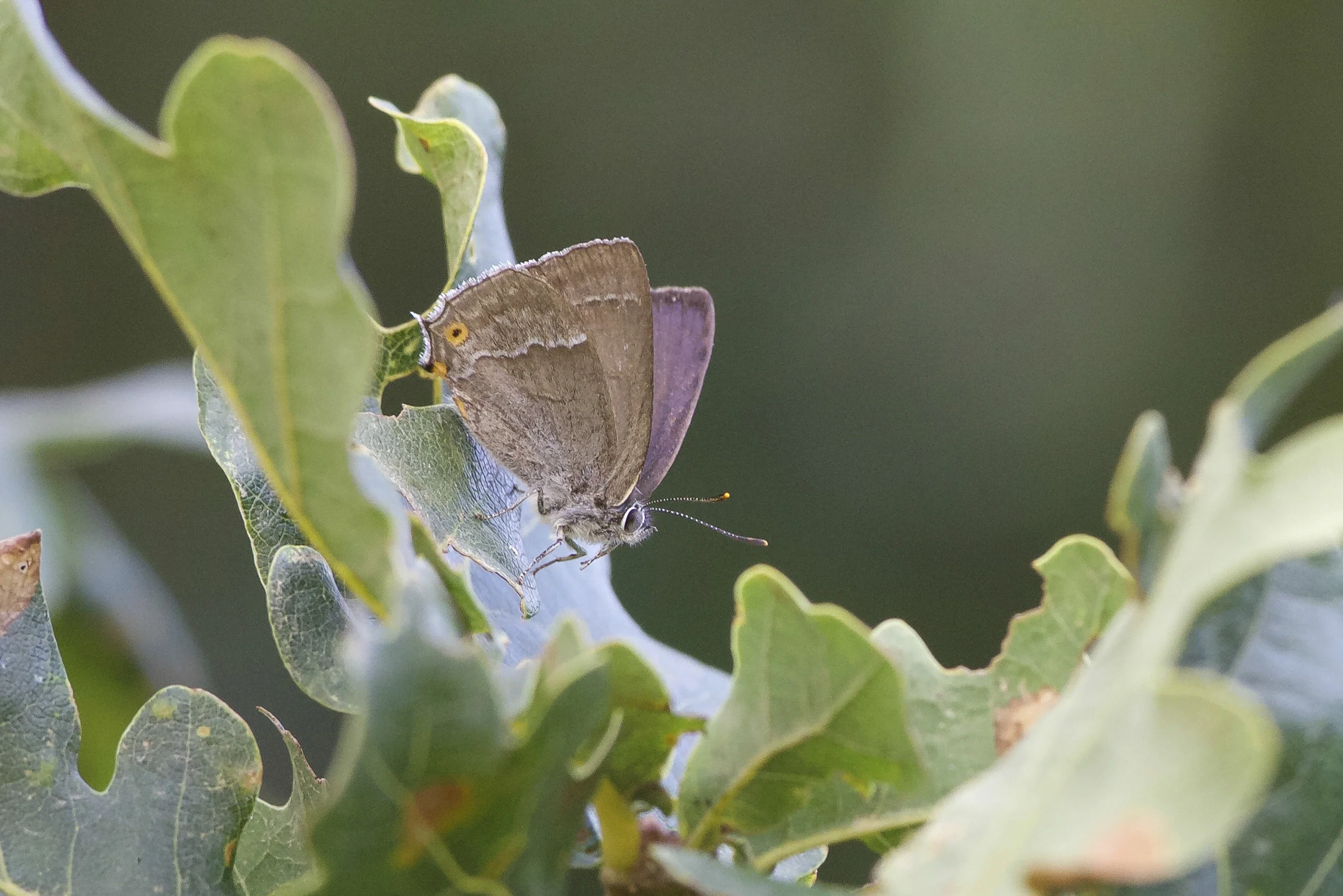 East Yorkshire Butterflies — East Yorkshire Wildlife