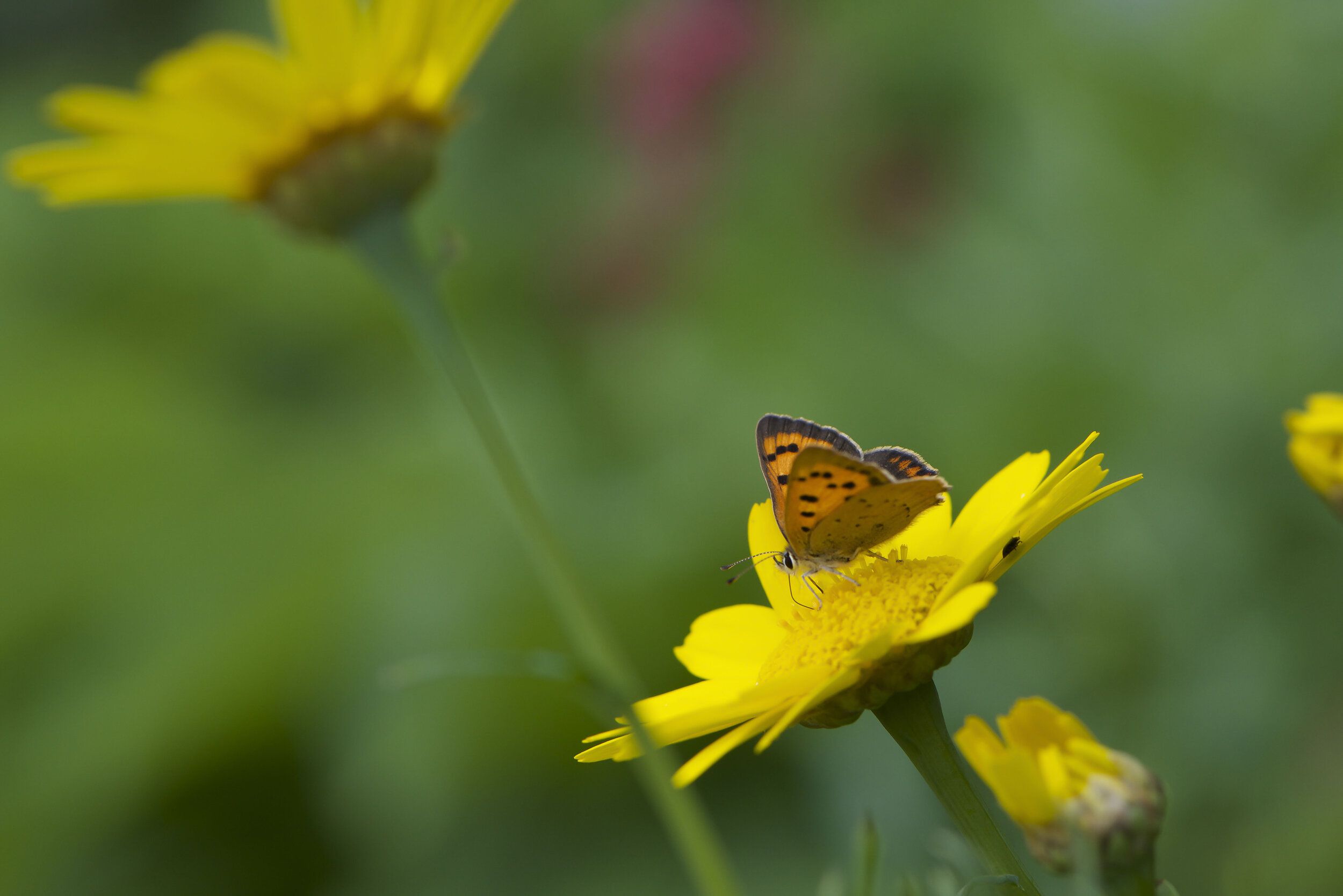 East Yorkshire Butterflies — East Yorkshire Wildlife