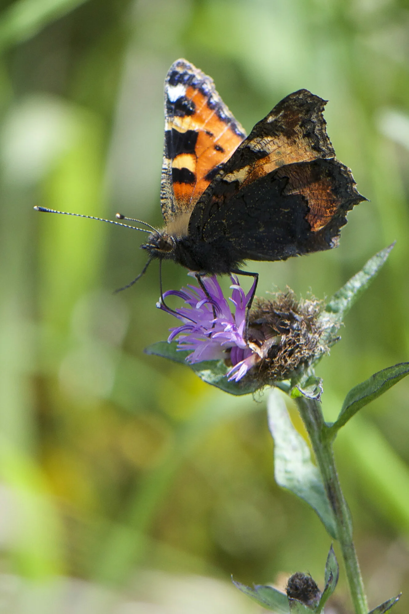 East Yorkshire Butterflies — East Yorkshire Wildlife