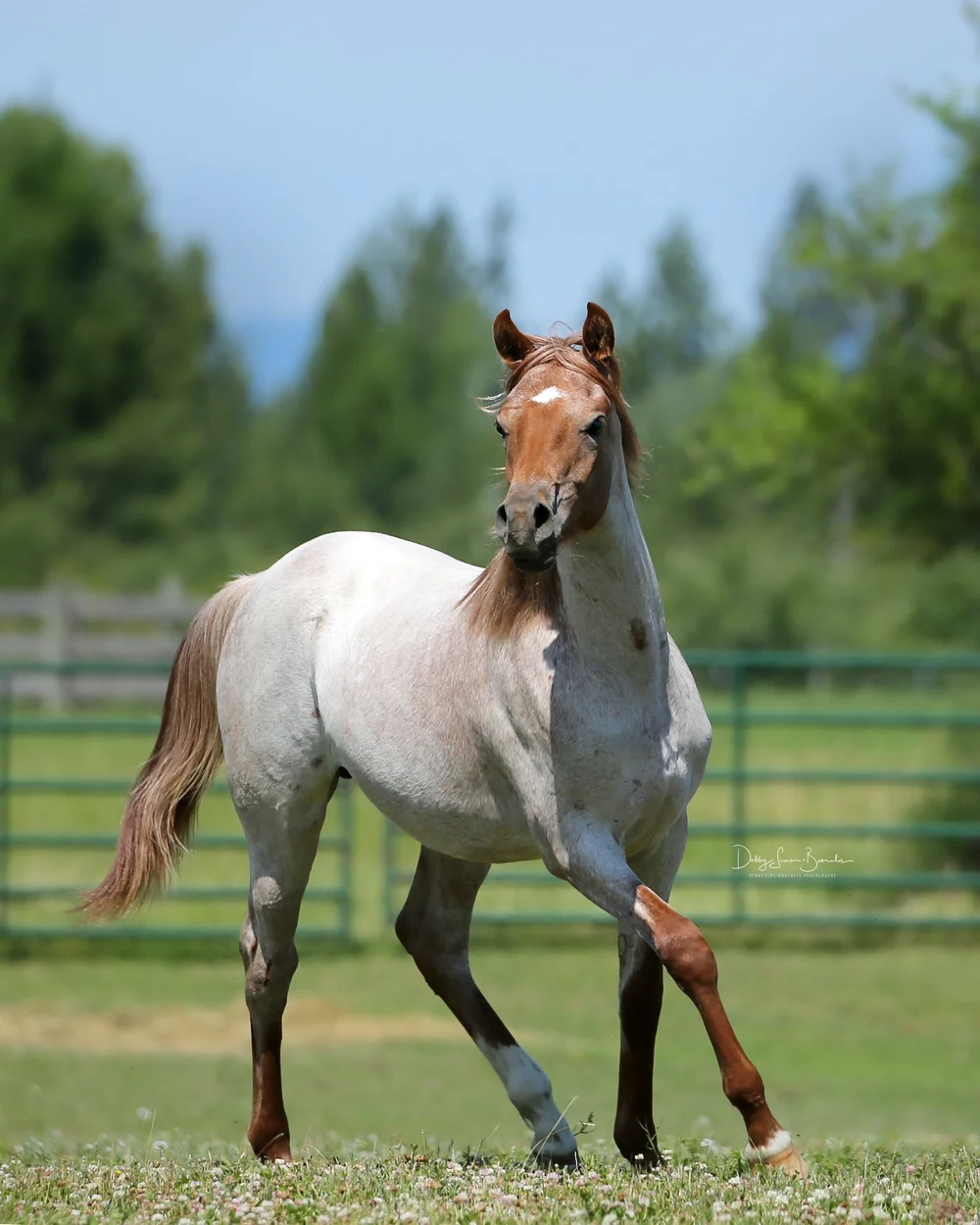 Red Roan Horse Wallpapers