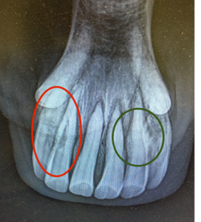 EOTRH: a dental disease in the elderly equine — Burwash Equine Services