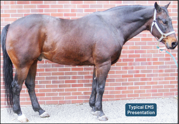 An Update on Equine Metabolic Syndrome (EMS) — Burwash Equine Services