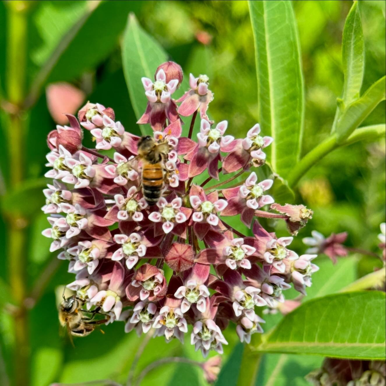 ABOUT — Worker Bird