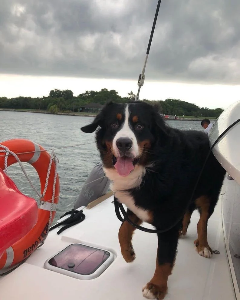 Dog-Friendly Open Cruises | Ximula Sail | Yacht Rental Singapore