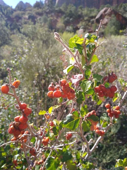 Indigenous Cultural Concepts — Outdoors Empowered Network