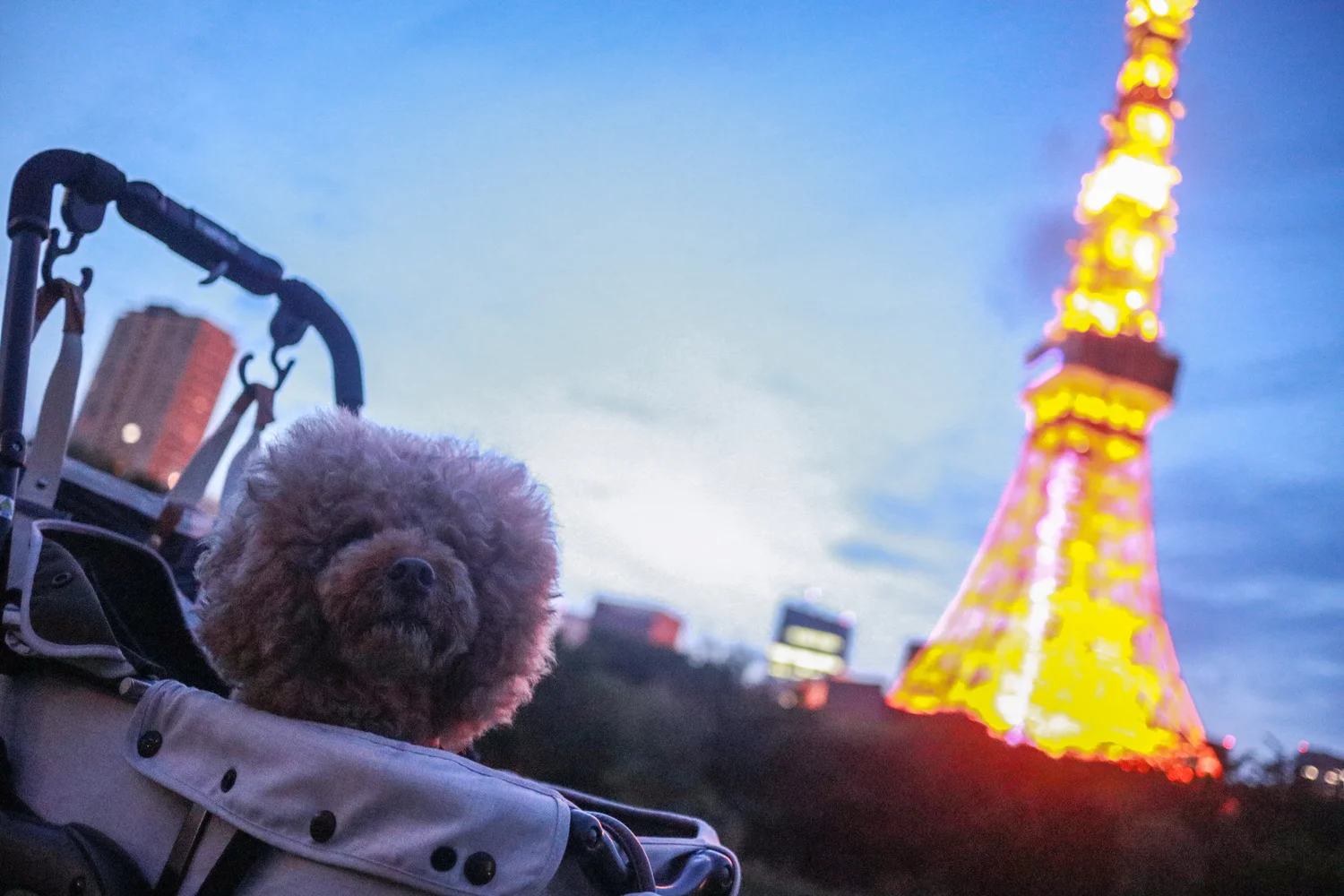 Best Place To View Tokyo Tower — Taran Skye Photography