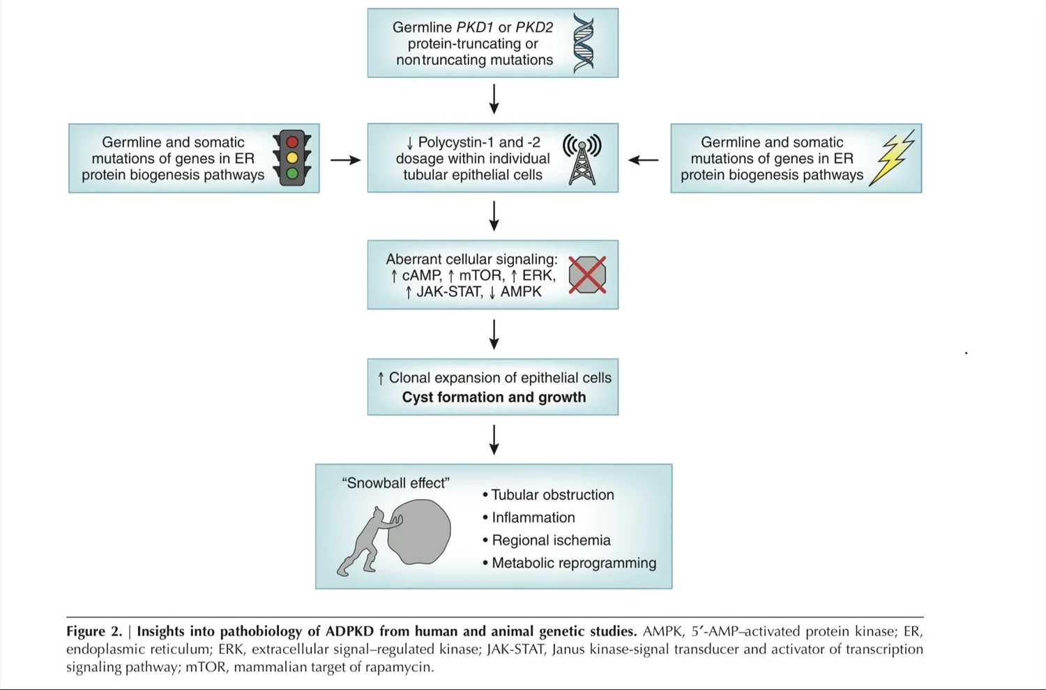 Role of mRNA cis-inhibition in PKD progression — NephJC