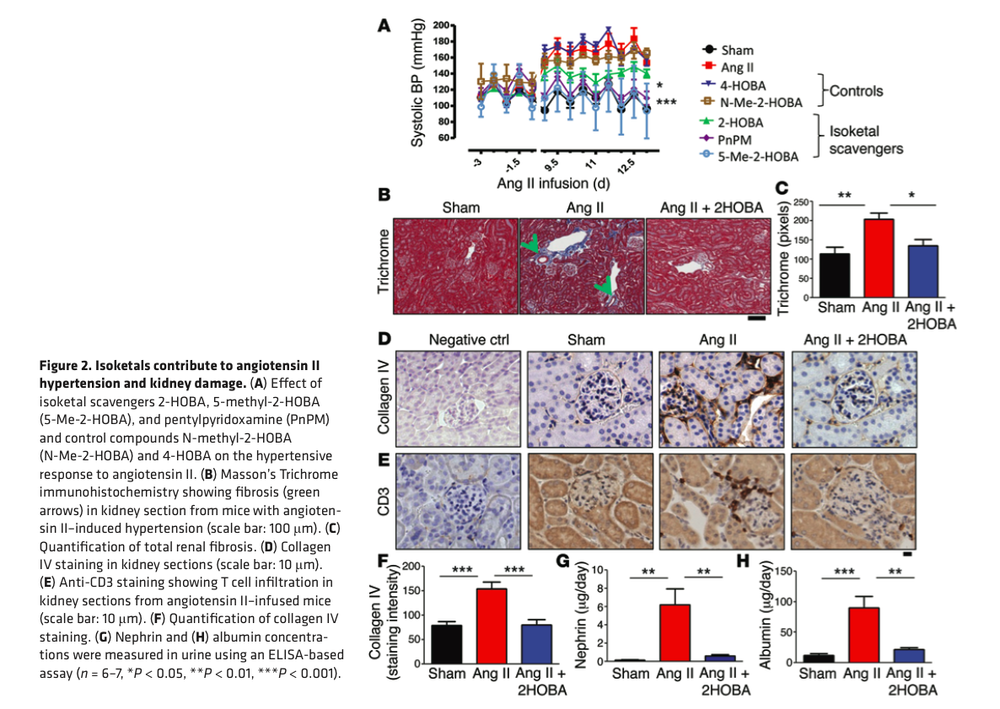 T-Cells and Hypertension — NephJC