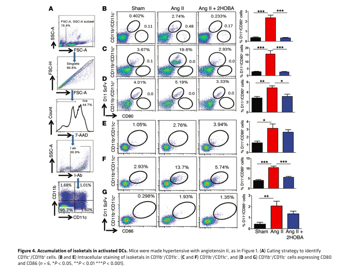 T-Cells and Hypertension — NephJC