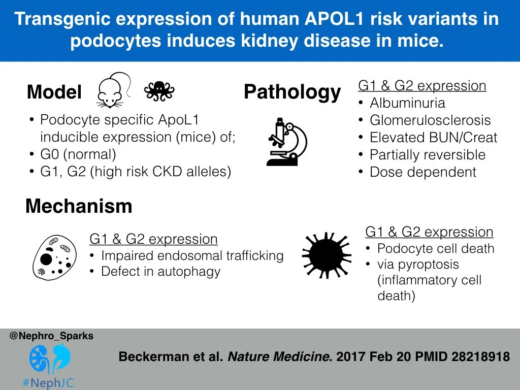 Do APOL1 risk variants lead to a podocytopathy? — NephJC