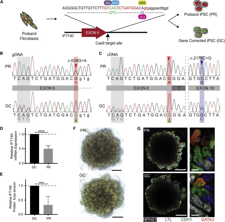 Growing Organoids in a Dish — NephJC