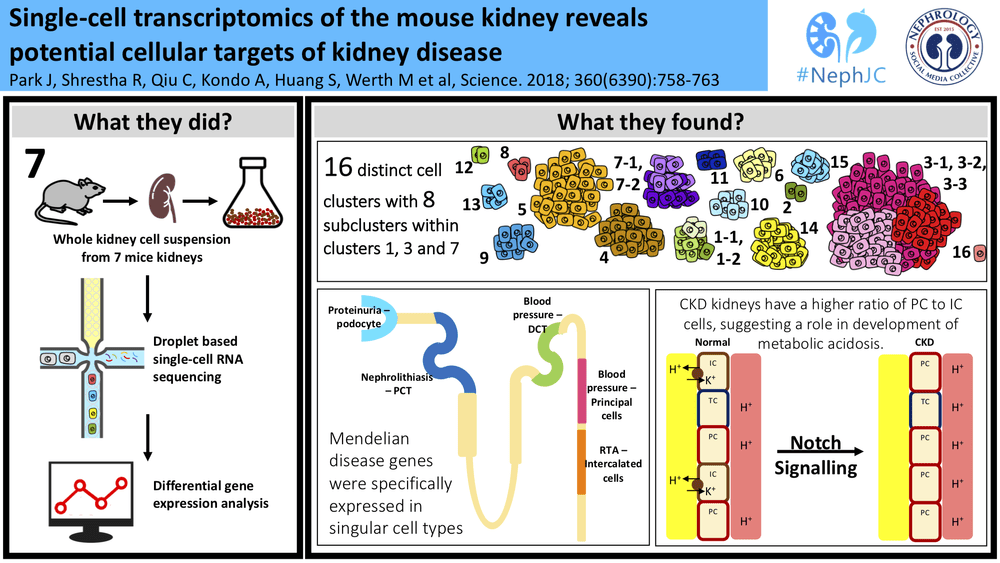 Single Cell RNA Sequencing: The Visual Abstracts — NephJC