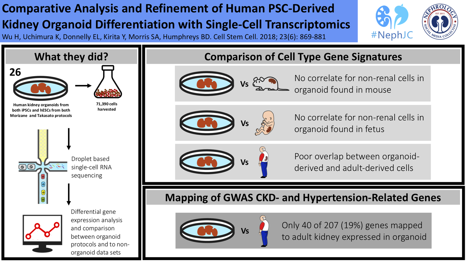 Single Cell RNA Sequencing: The Visual Abstracts — NephJC