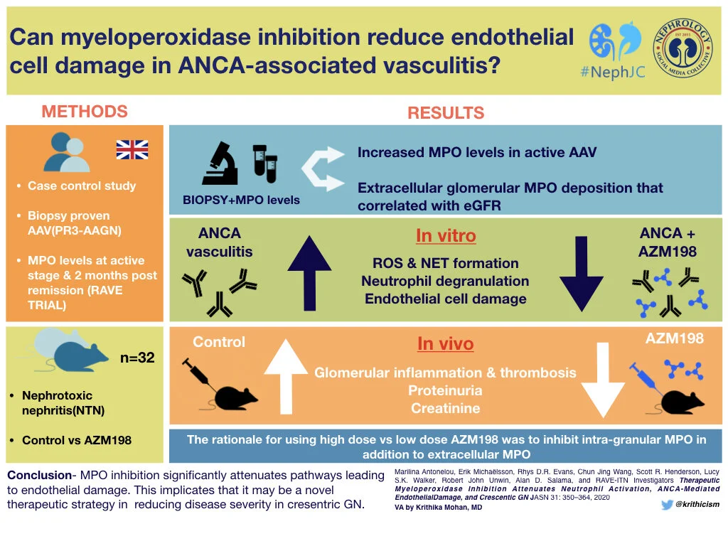 Visual Abstract on ANCA vasculitis and Myeloperoxidase Inhibition ...