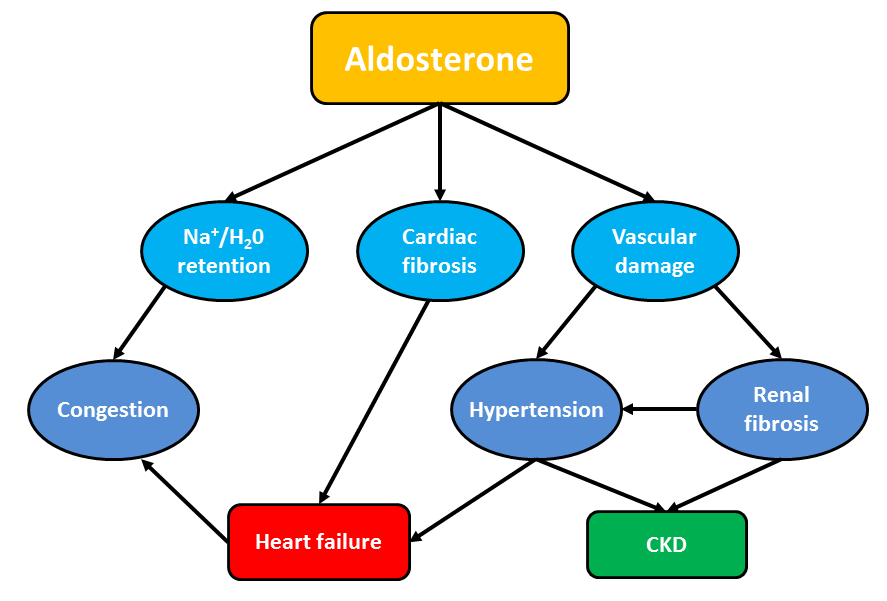 Finerenone in Diabetic Nephropathy — NephJC